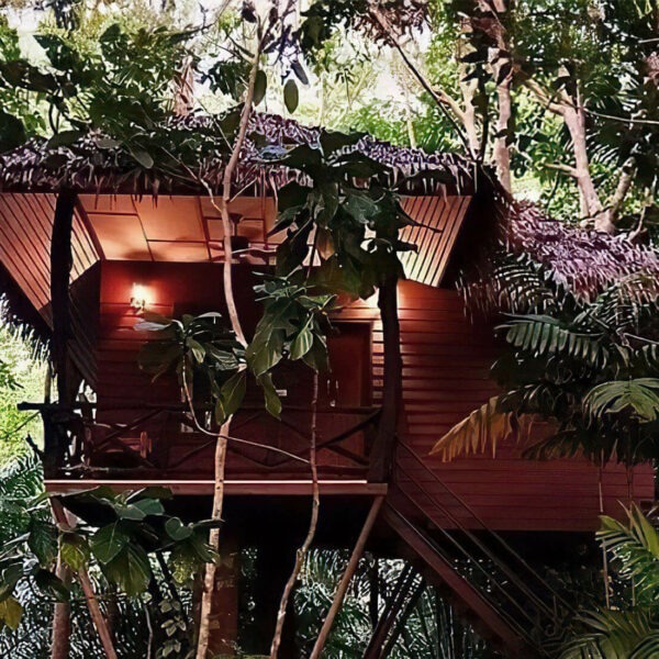 Forest Tree House – Khao Sok Paradise Resort
